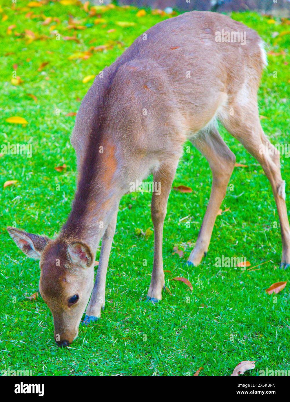 Japan, Nara, Nara Park, deer, sika deer Stock Photo - Alamy