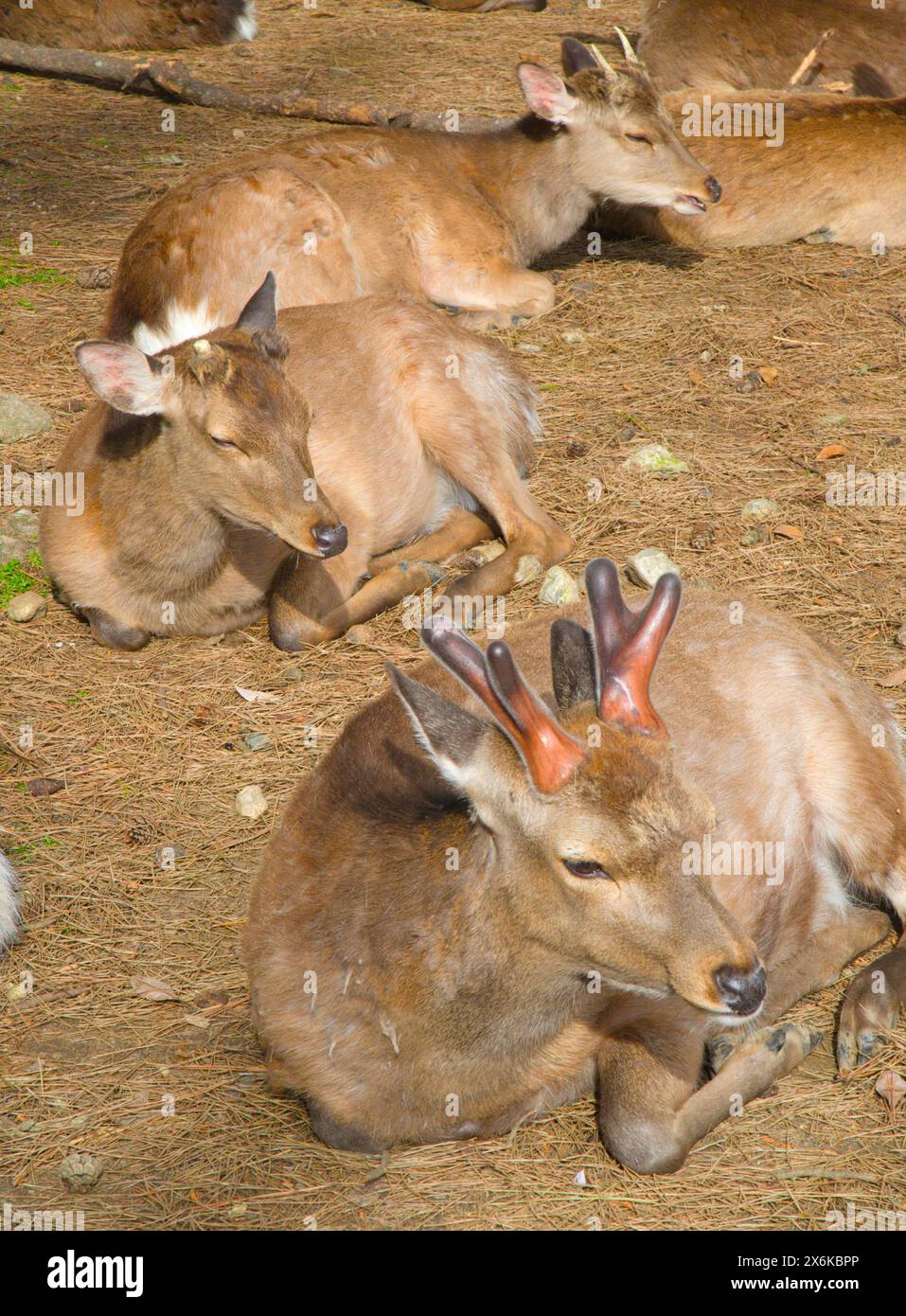 Japan, Nara, Nara Park, deer, sika deer Stock Photo - Alamy