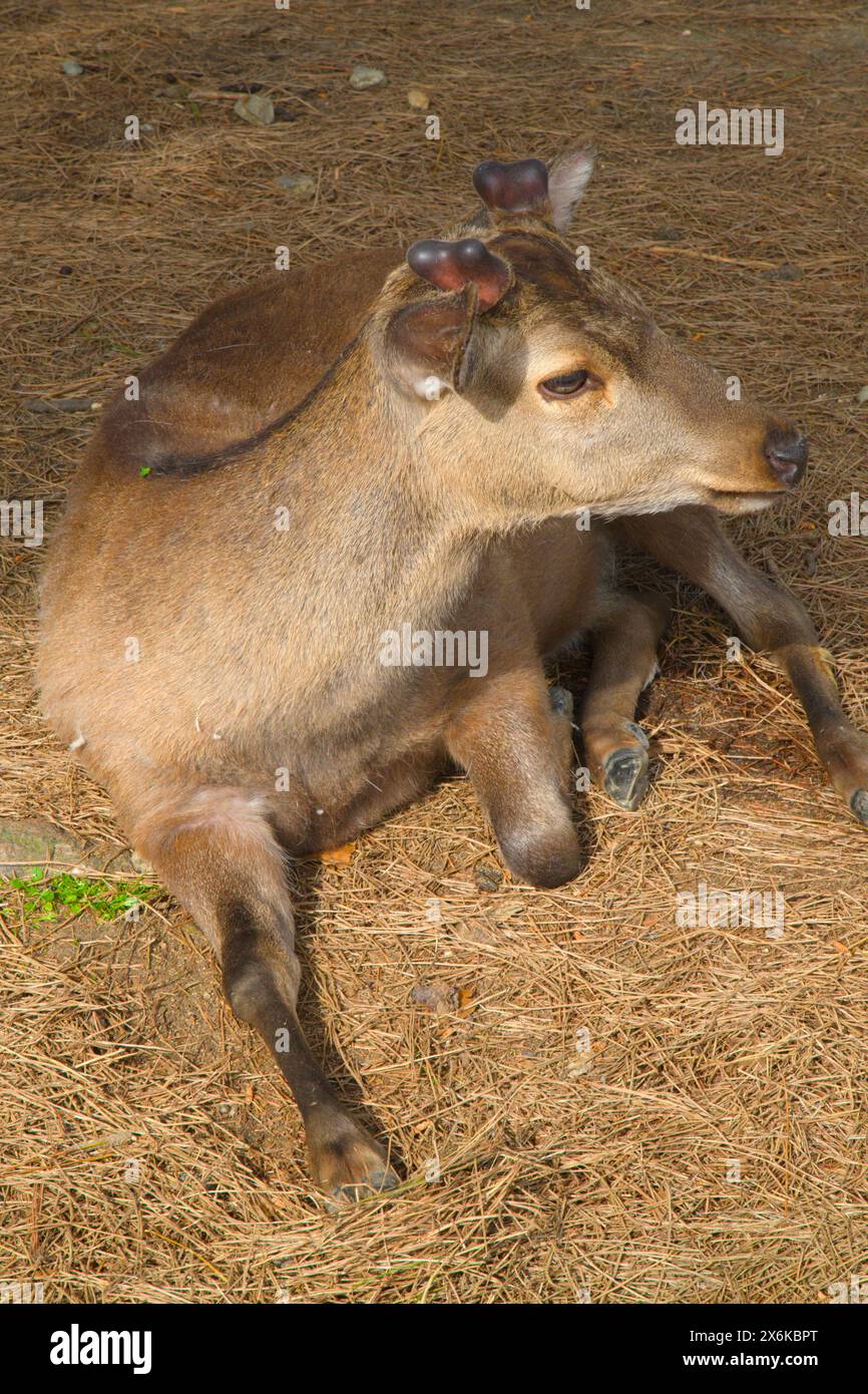 Japan, Nara, Nara Park, deer, sika deer Stock Photo - Alamy