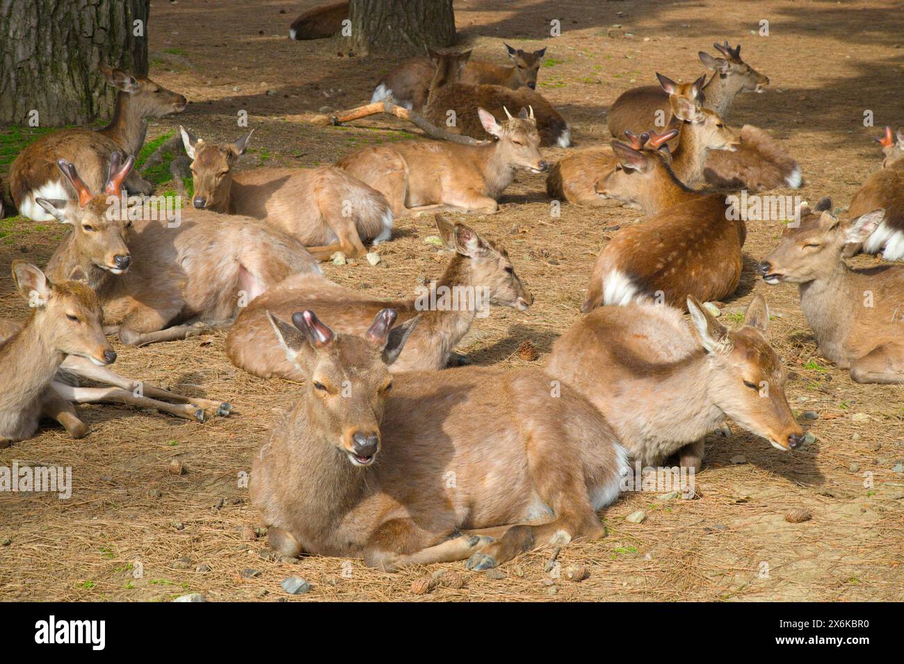 Japan, Nara, Nara Park, deer, sika deer Stock Photo - Alamy