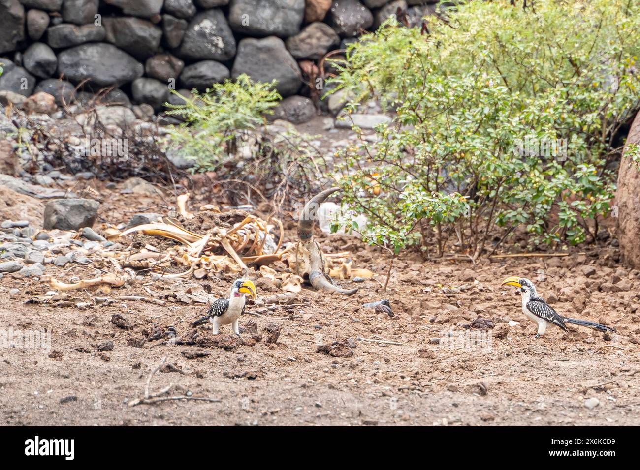 Eastern (Northern) Yellow Billed Hornbill, Tokus flavirostris, Djibouti ...
