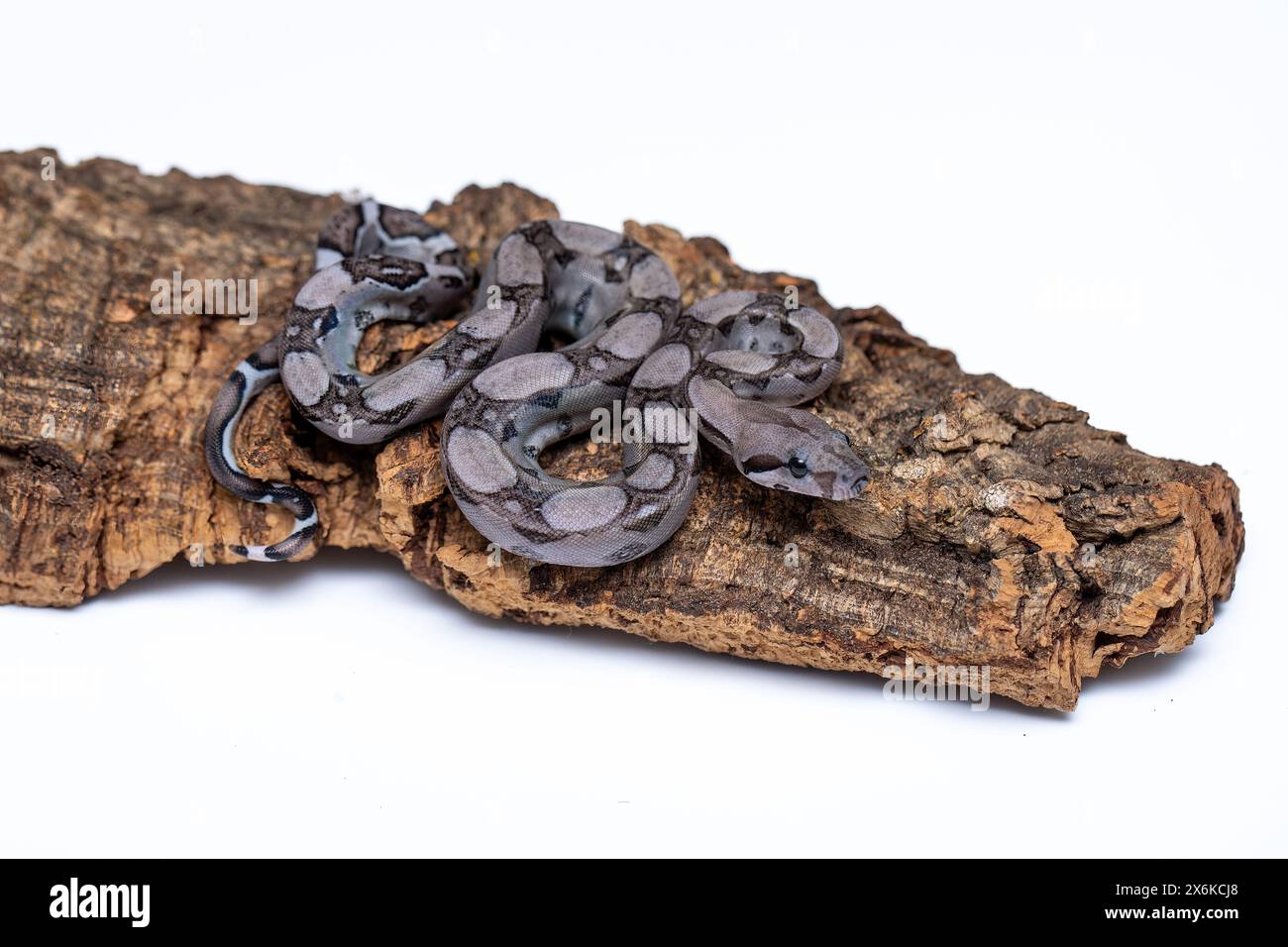 Rare Anerythristic Boa Constrictors: Captivating Beauty in Dark Morph ...