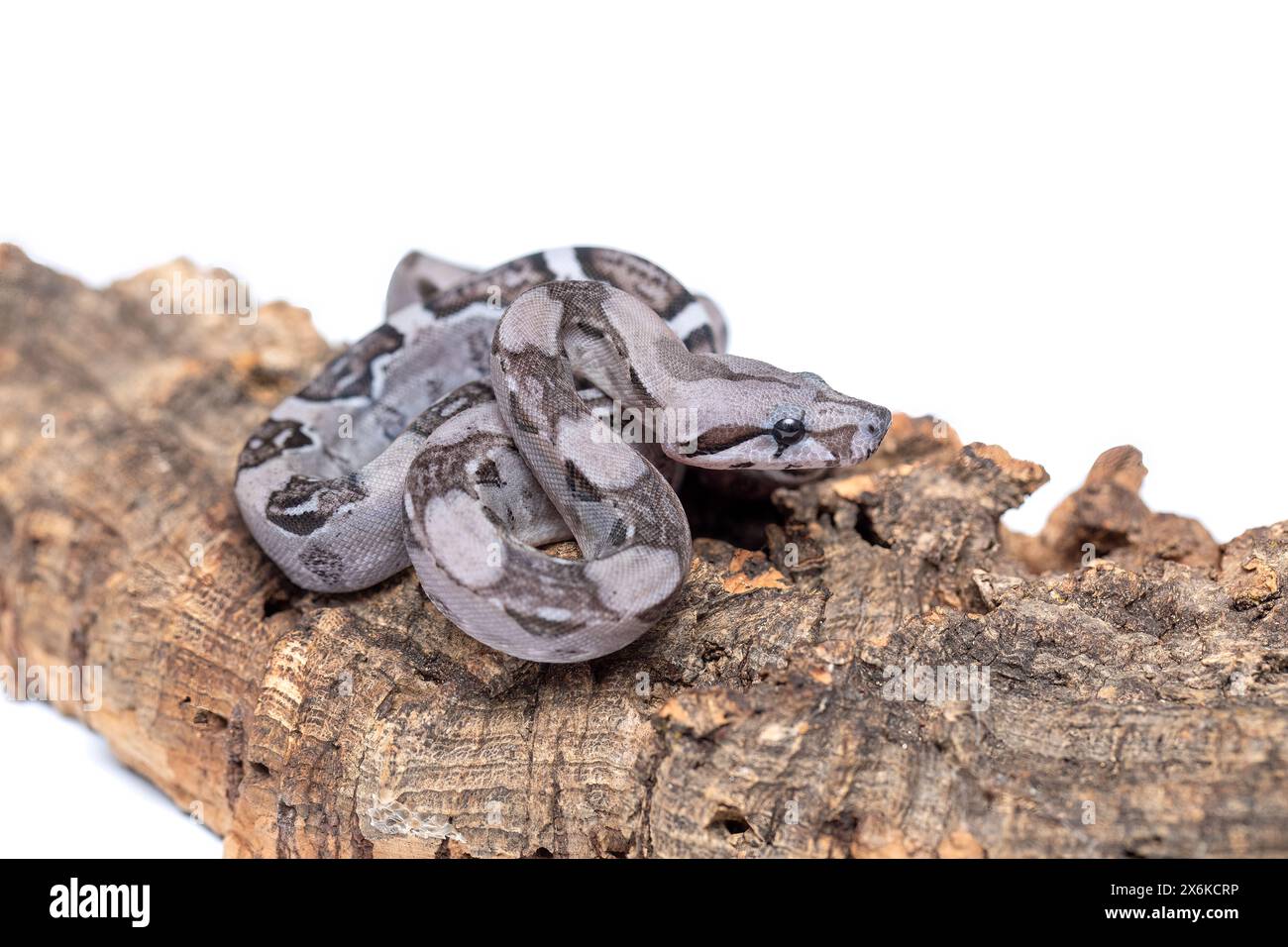 Anerythristic Carbon Boa Constrictor Camouflaged on Tree Bark Stock ...