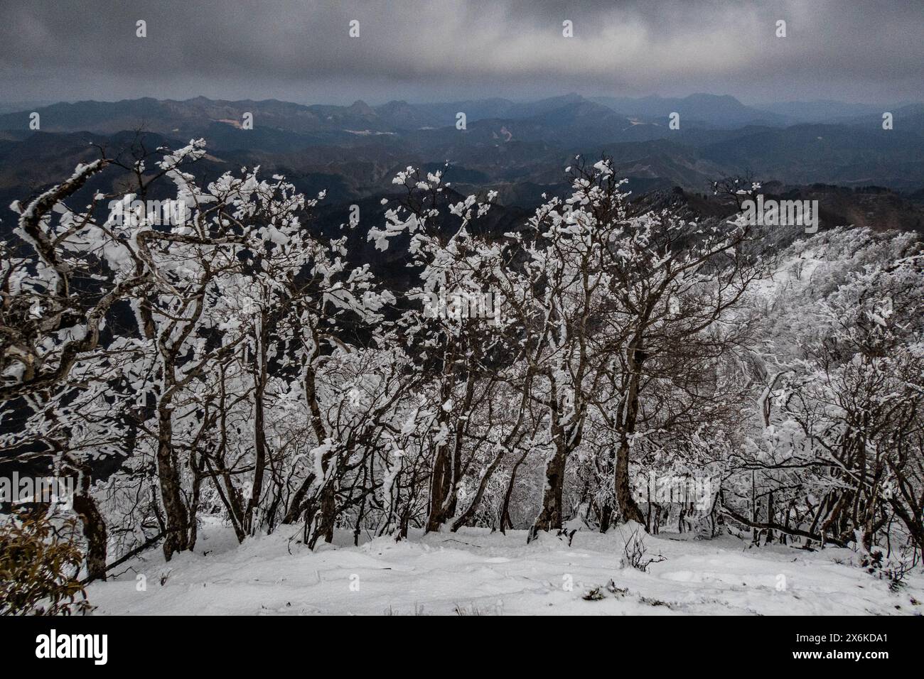 A forest of rime ice on Mount Takami in winter, Nara, Japan Stock Photo ...