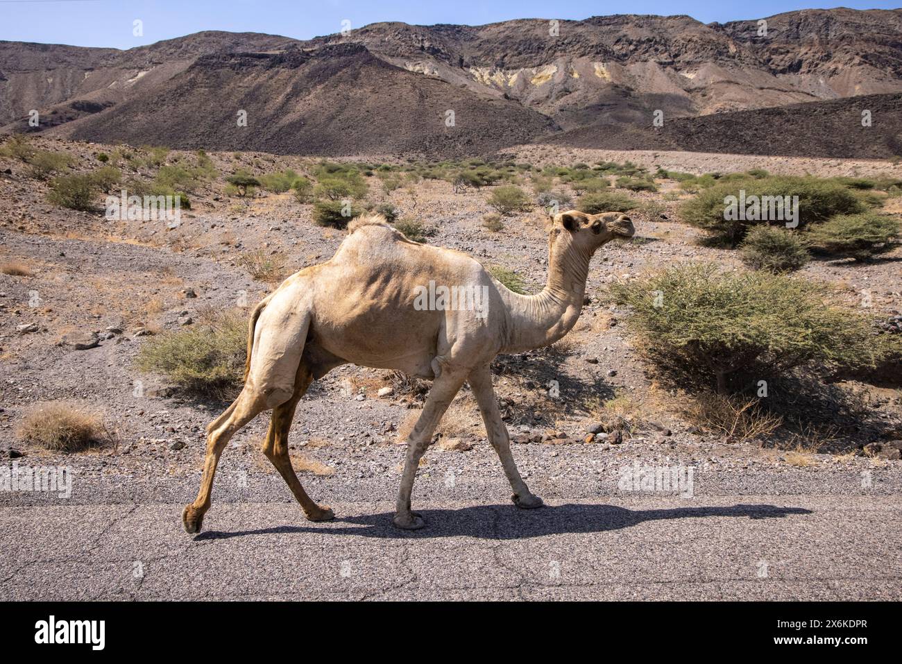 Camel walks along road, near Arta, Djibouti, Middle East Stock Photo ...