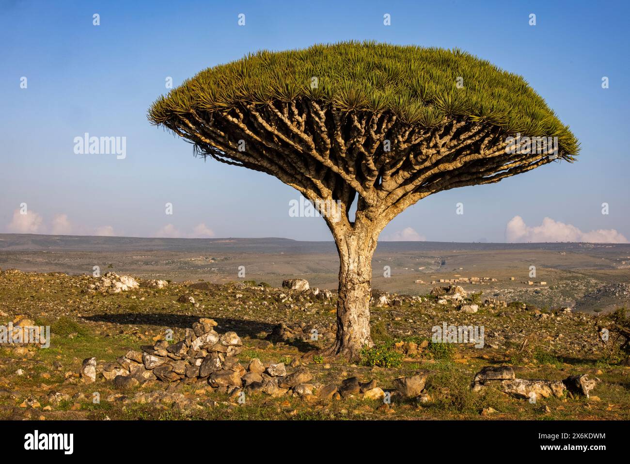 Dracaena cinnabari hi-res stock photography and images - Alamy