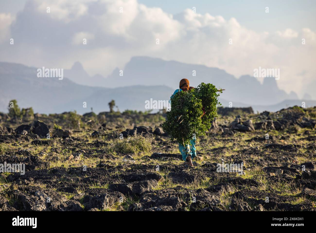 Woman carries bushes through dry landscape on Diksam Plateau, Gallaba ...