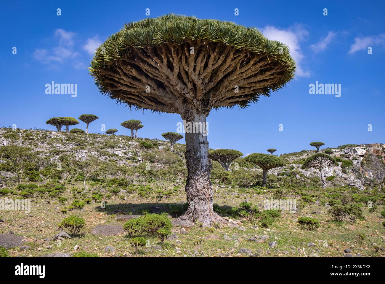 Dracaena cinnabari hi-res stock photography and images - Alamy