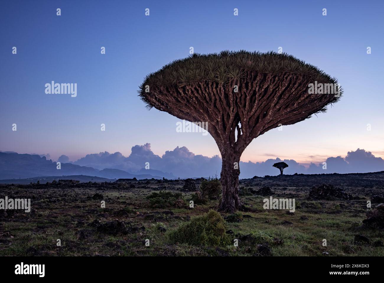 Dracaena cinnabari hi-res stock photography and images - Alamy