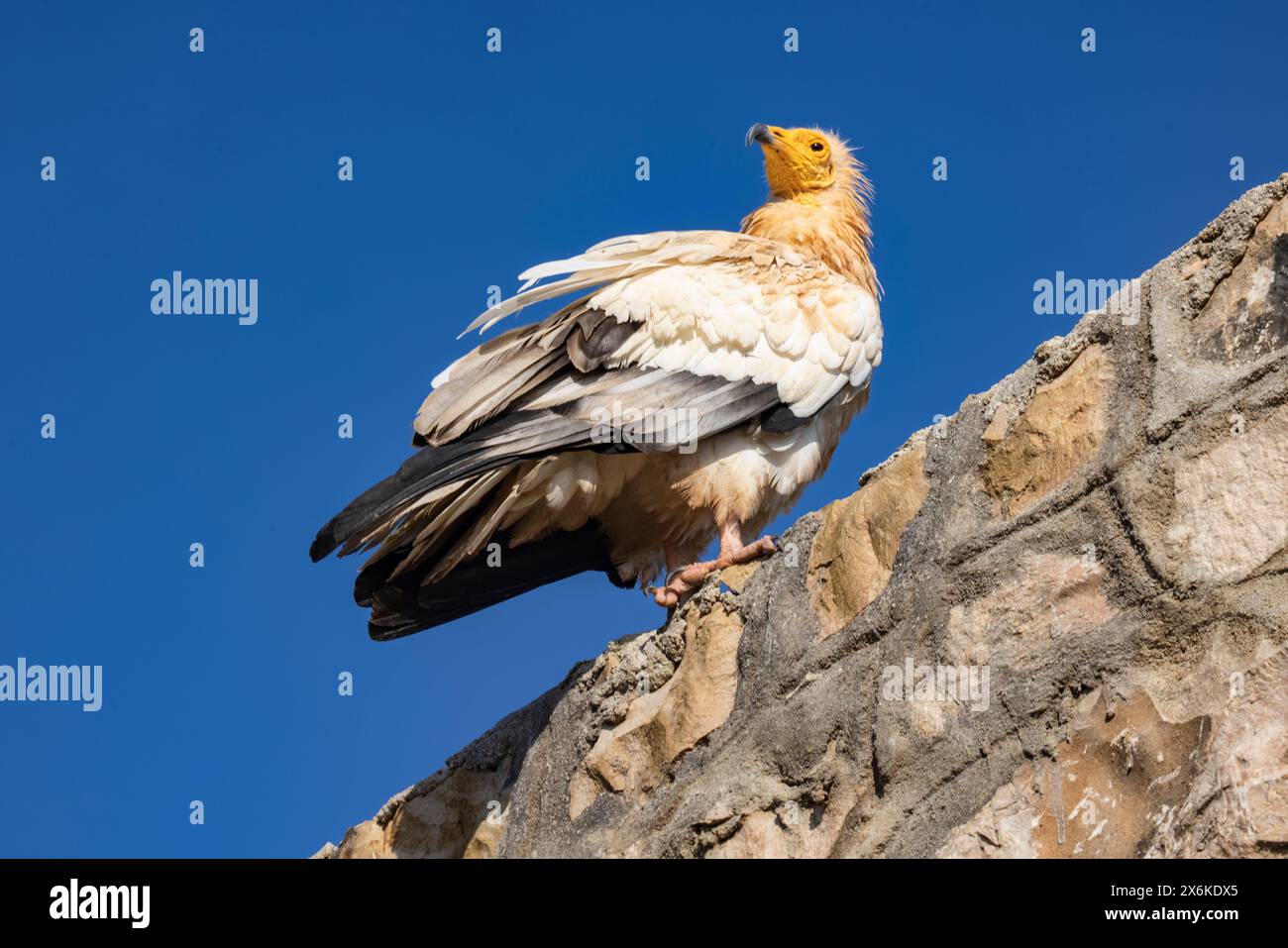 Egyptian Vulture (Neophron percnopterus) on a stone wall in village on ...