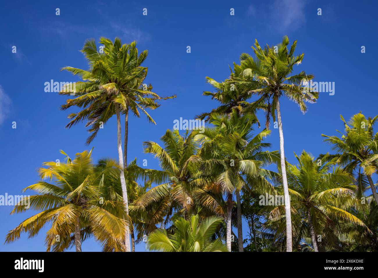Coconut trees on Bijoutier Island, Bijoutier Island, Alphonse Group ...