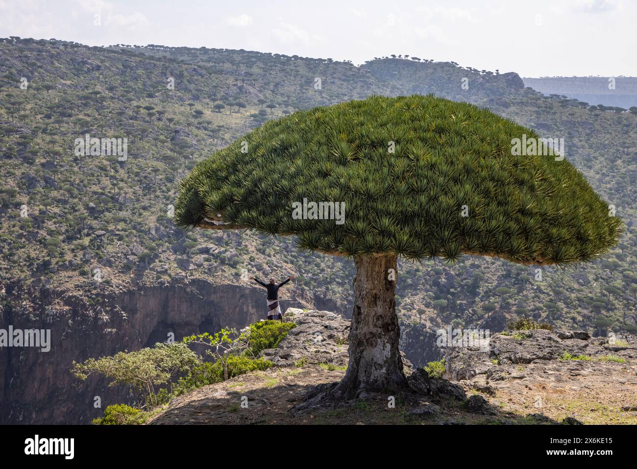 Aerial view of Socotra dragon's blood trees (Dracaena cinnabari) on ...