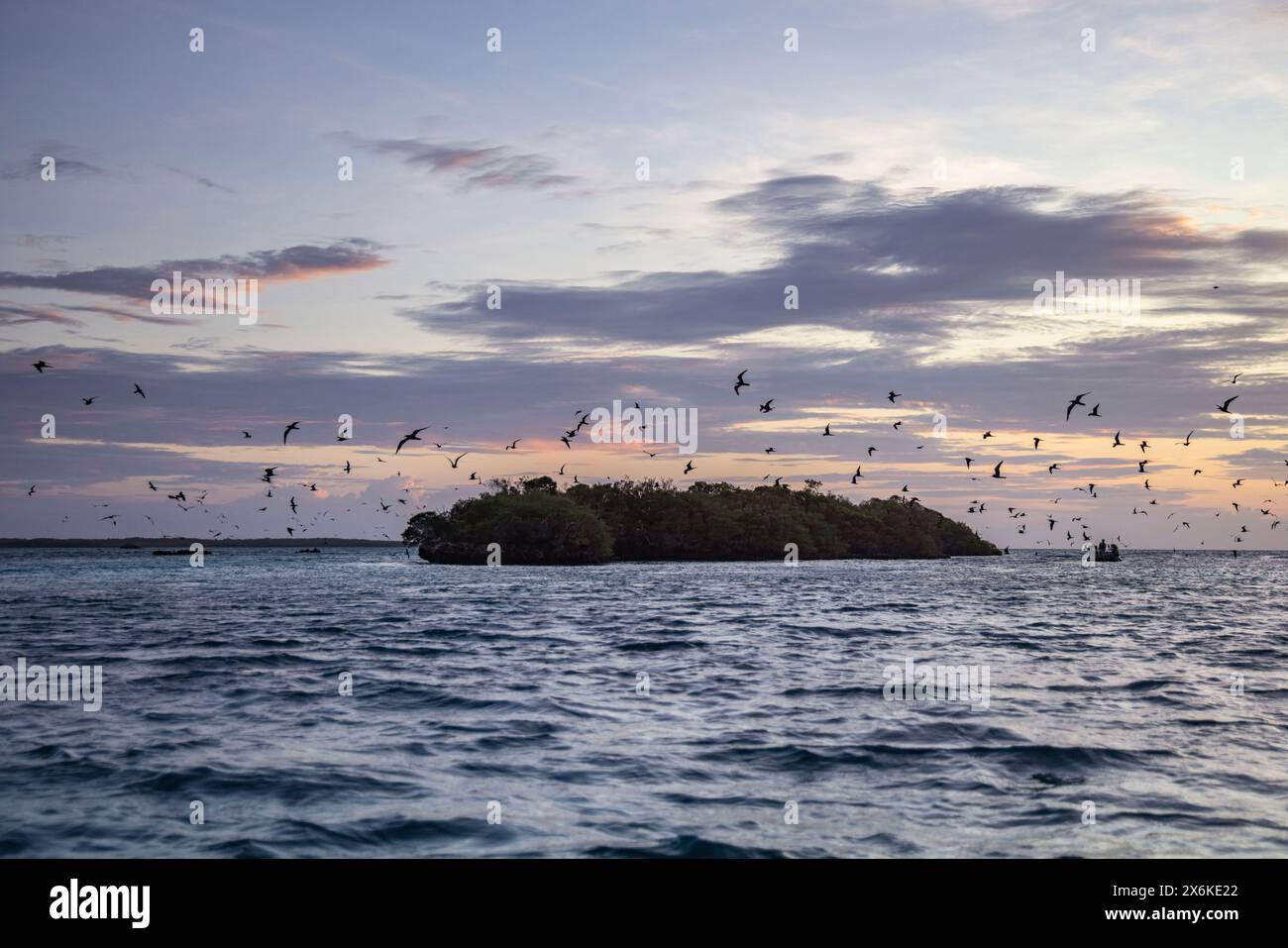 Flock of birds and island in the lagoon seen during a trip on a Zodiac ...