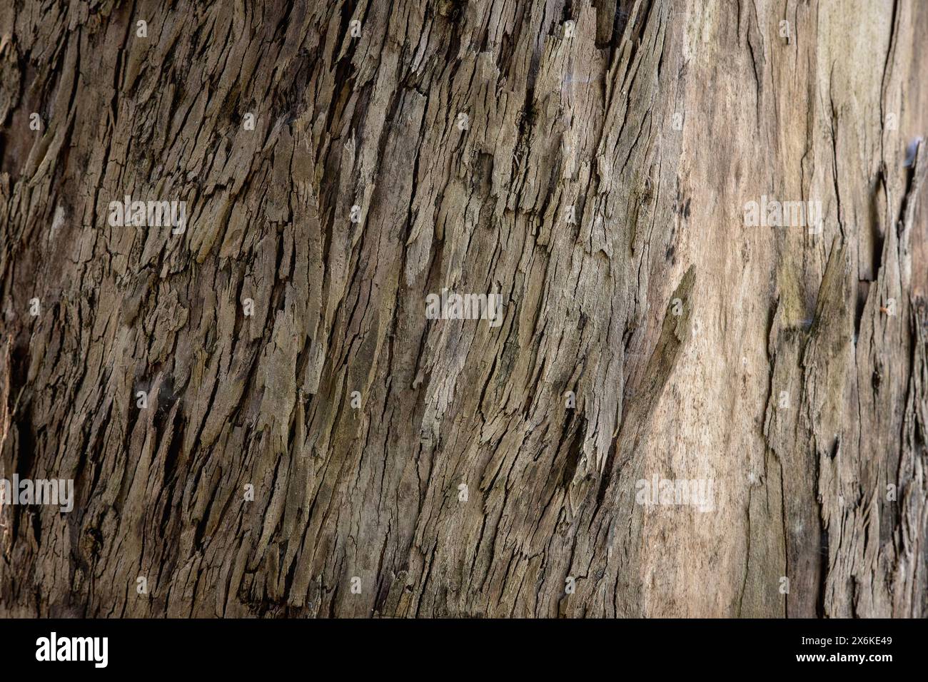 Bark texture background on eucalyptus tree trunk Stock Photo - Alamy