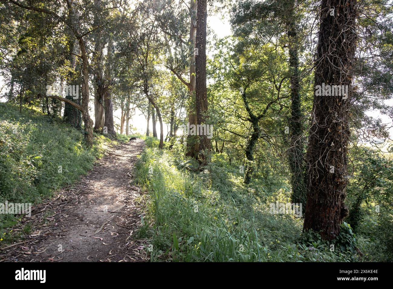 Green natural landscape with large trees, mostly eucalyptus, within the ...