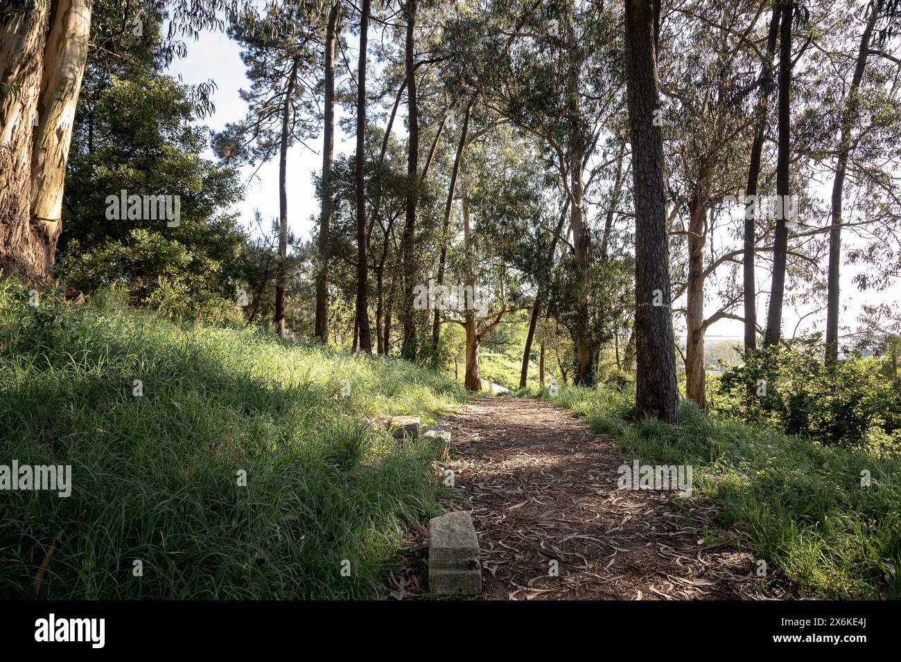 Green natural landscape with large trees, mostly eucalyptus, within the ...