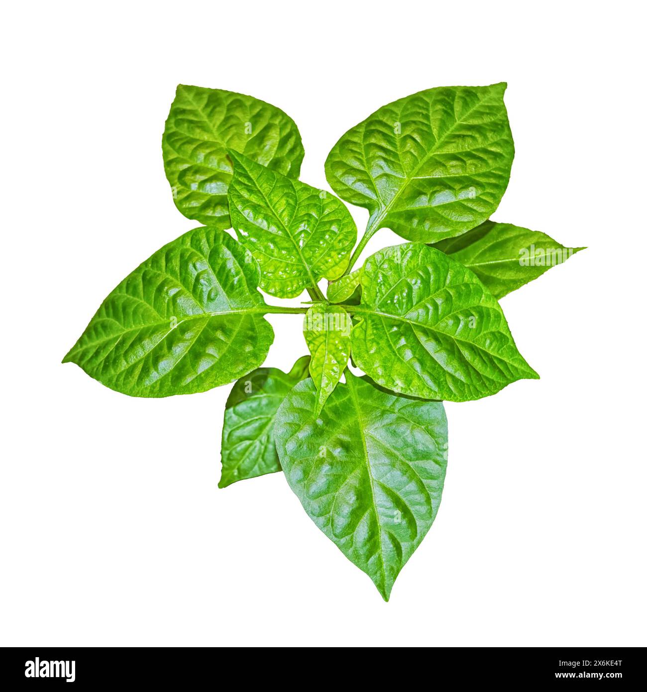 Sprout of Habanero Chili Pepper Plant Grown from Seed. Pepper Sprout ...