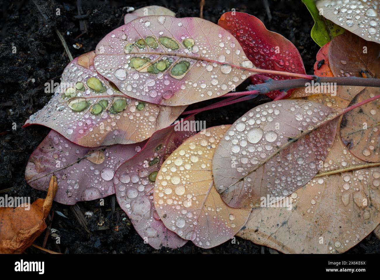 Leaves with raindrops, Zug, Switzerland Stock Photo - Alamy