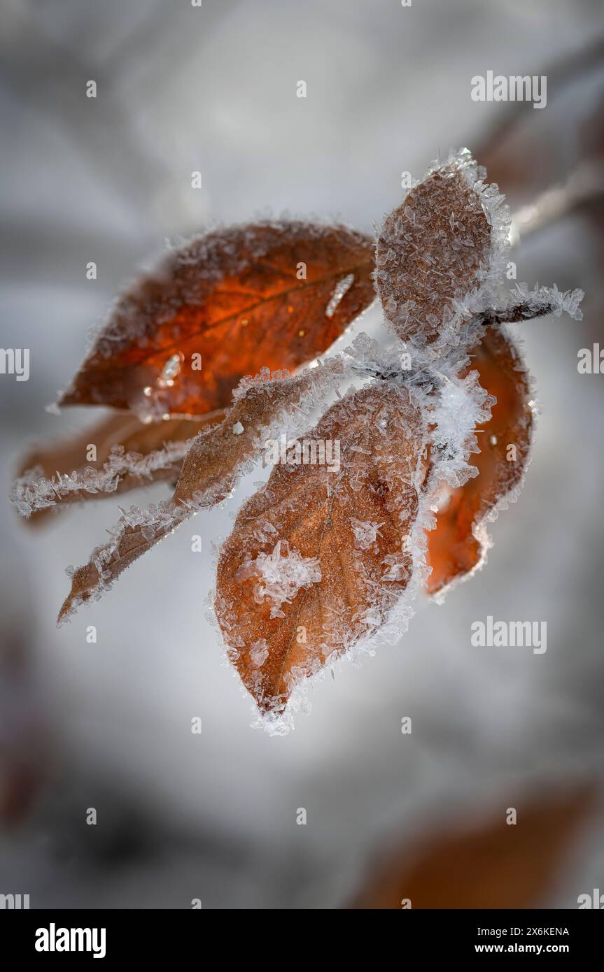 Icy beech leaves, Unterägeri, Zug, Switzerland Stock Photo - Alamy