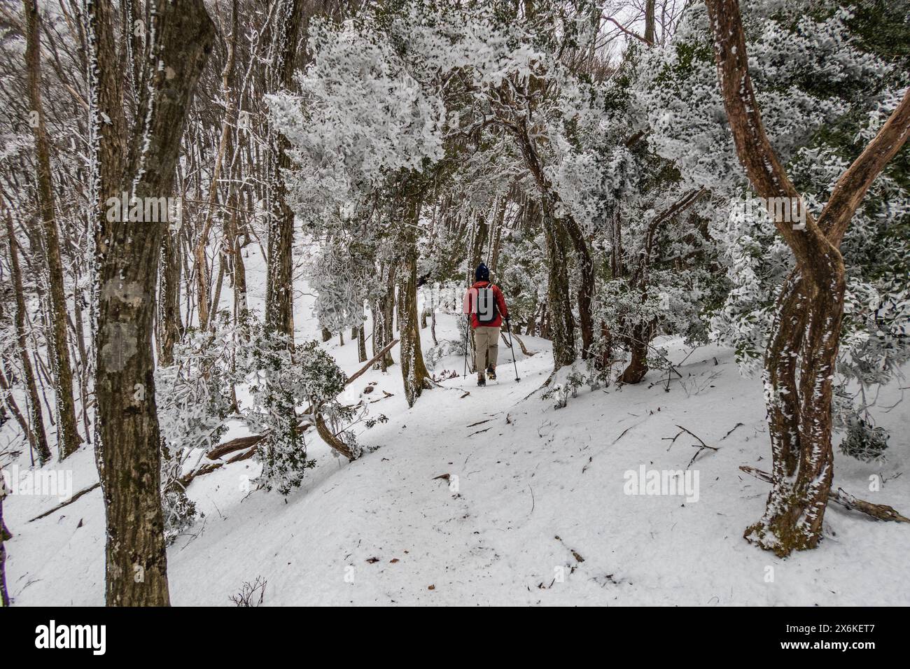 Trekking through the snow and rime ice to Mount Takami in winter, Nara ...
