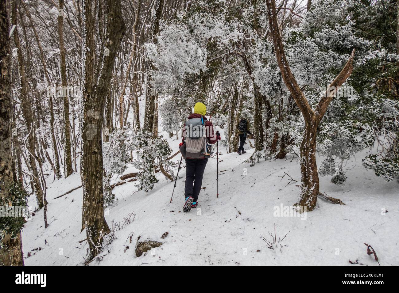 Trekking through the snow and rime ice to Mount Takami in winter, Nara ...