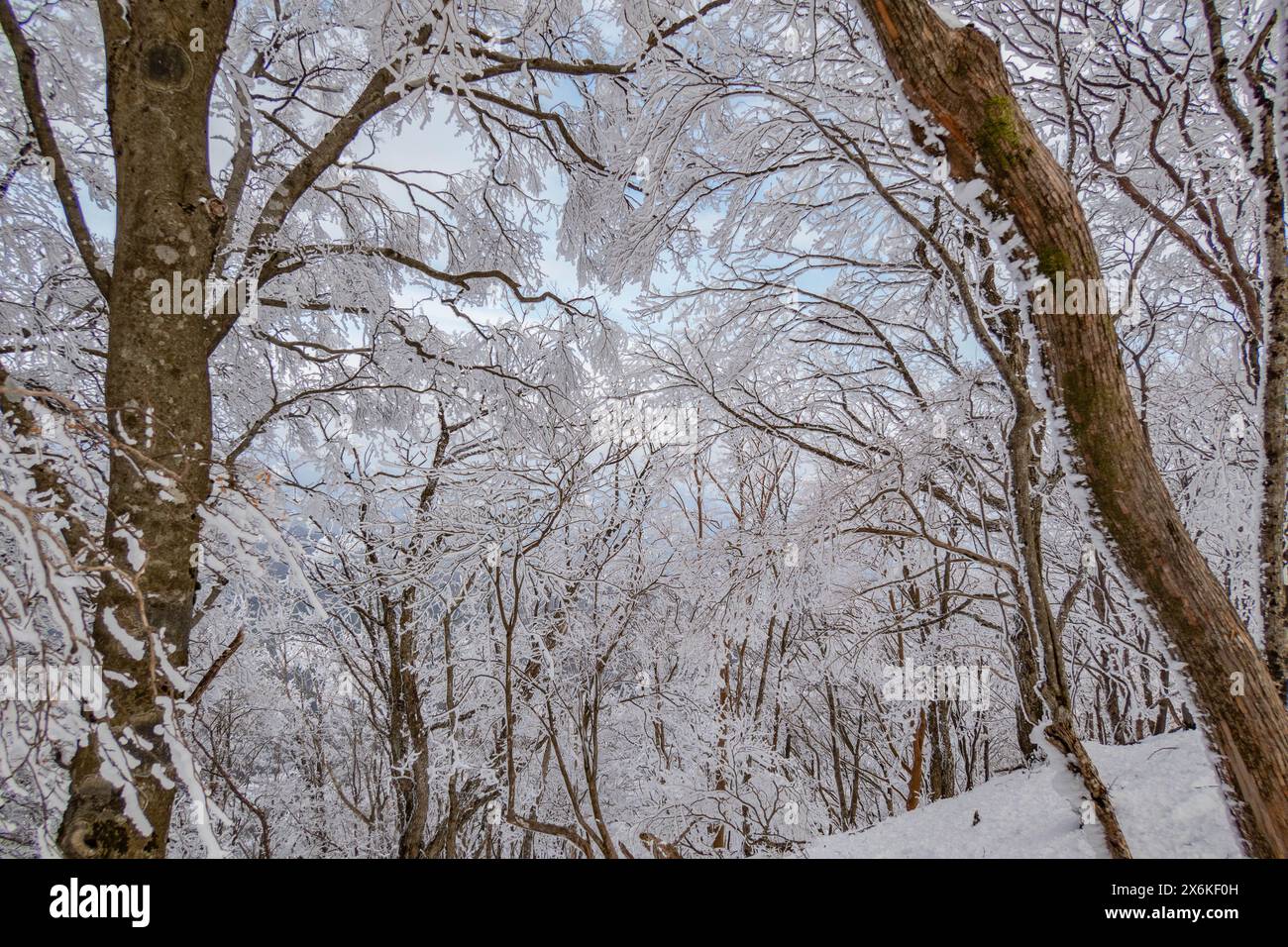 A forest of rime ice on Mount Takami in winter, Nara, Japan Stock Photo ...