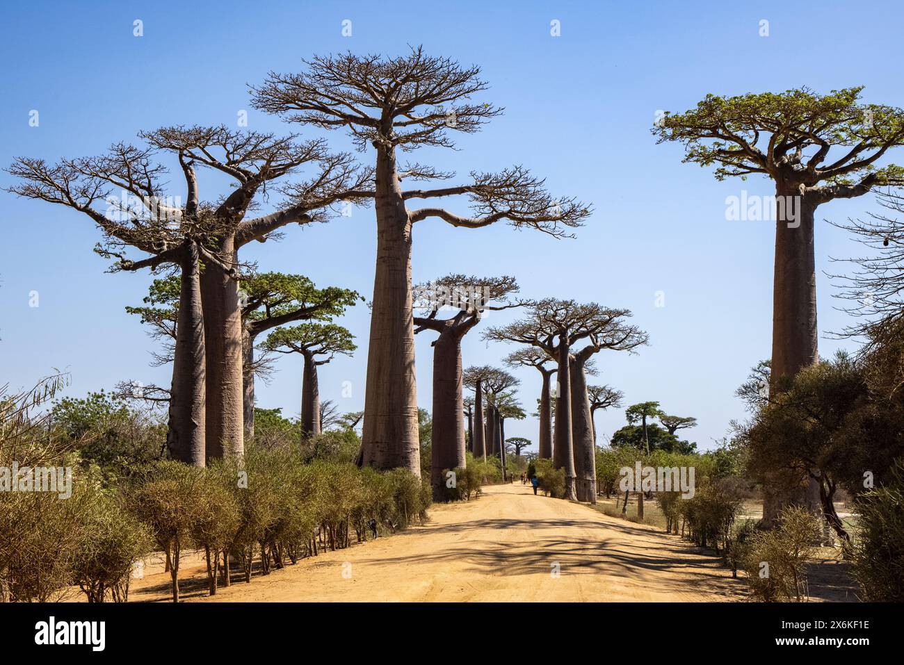 The Avenue of the Baobabs, a prominent group of Grandidier baobab trees ...