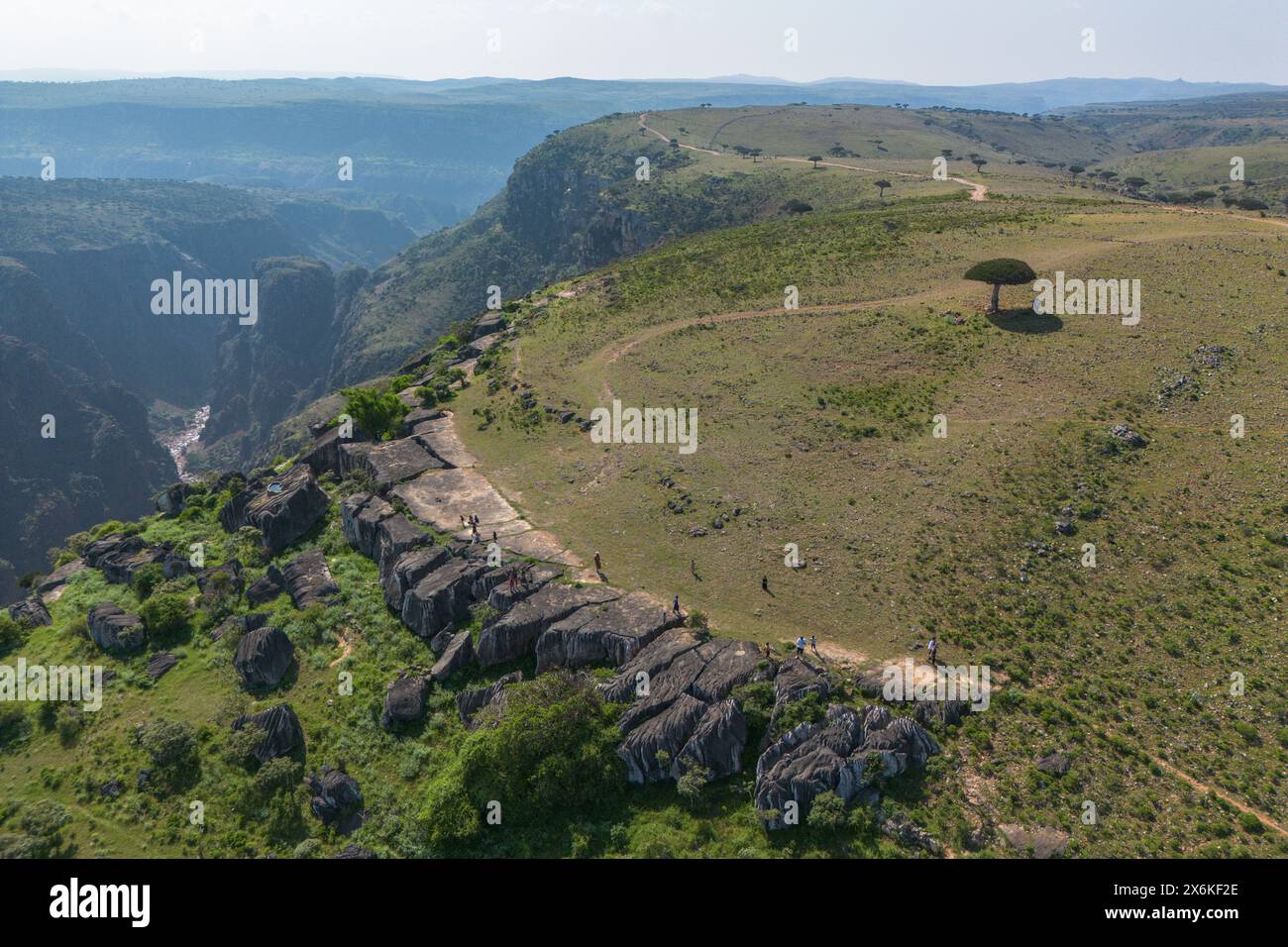 Aerial view of Socotra dragon's blood trees (Dracaena cinnabari) on ...