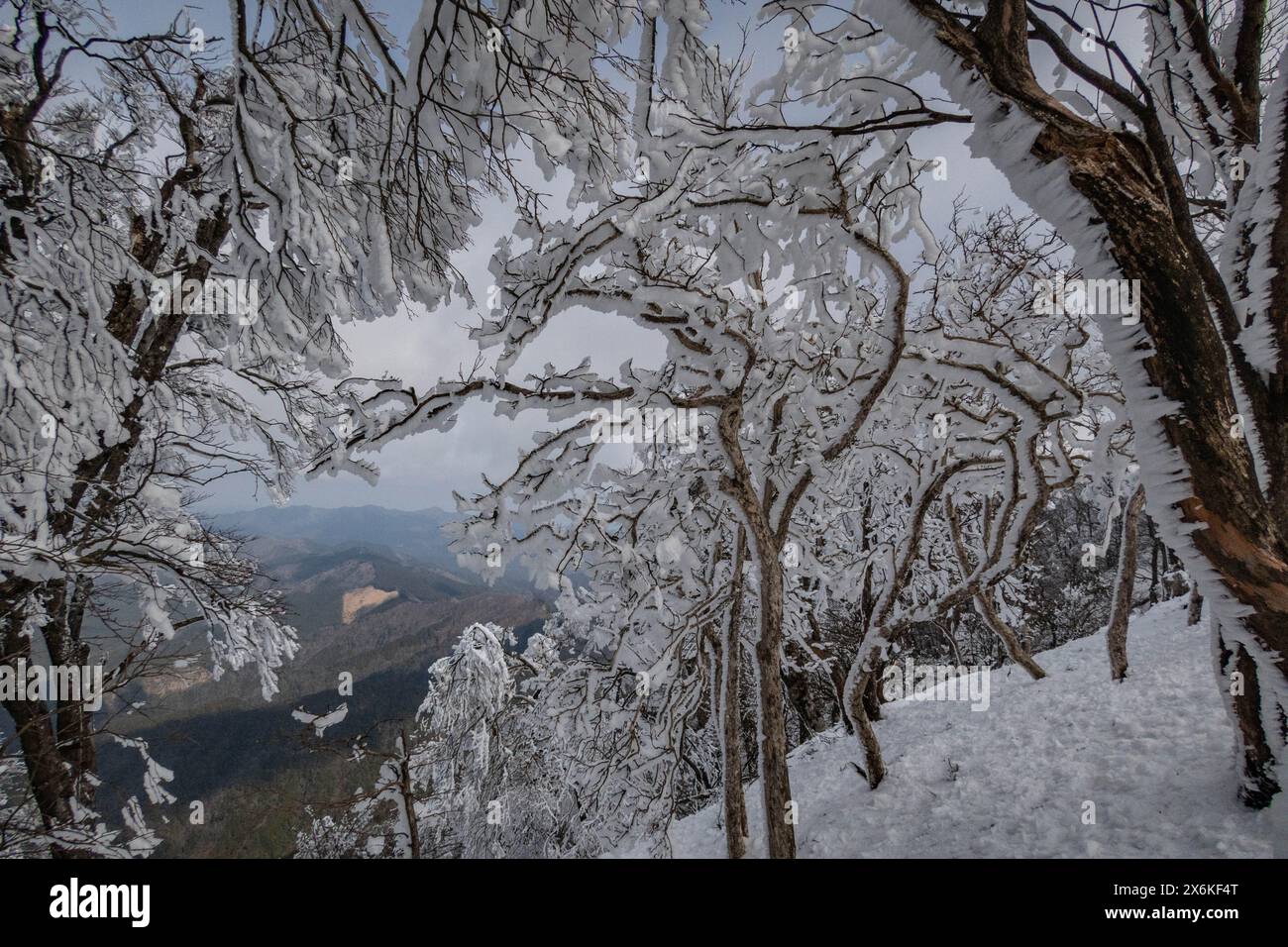 A forest of rime ice on Mount Takami in winter, Nara, Japan Stock Photo ...