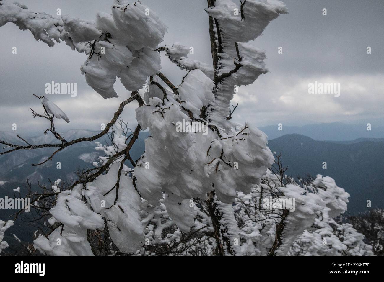 A forest of rime ice on Mount Takami in winter, Nara, Japan Stock Photo ...