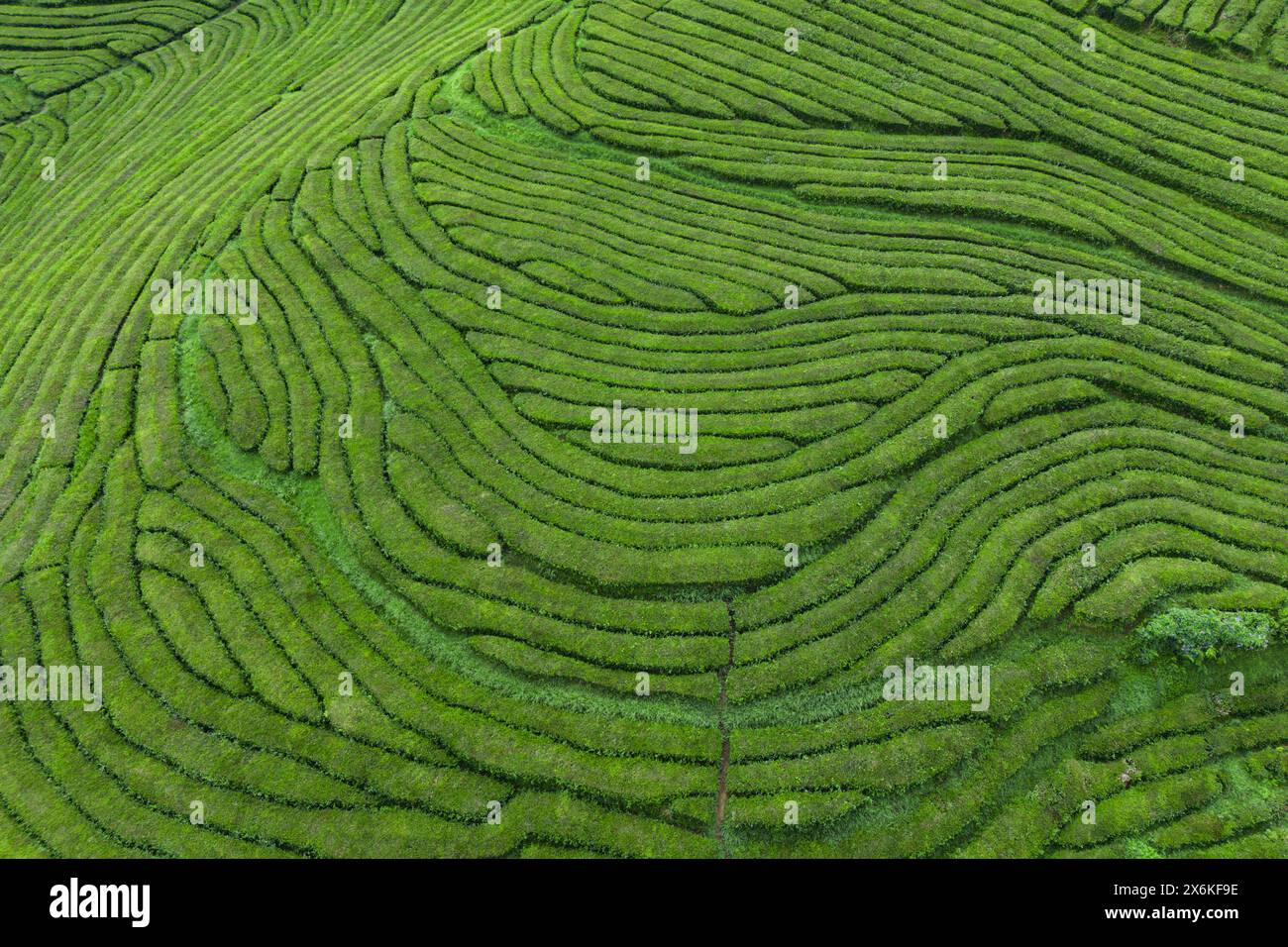 Aerial view of Europe's only tea plantation in Gorreana on the Azores ...