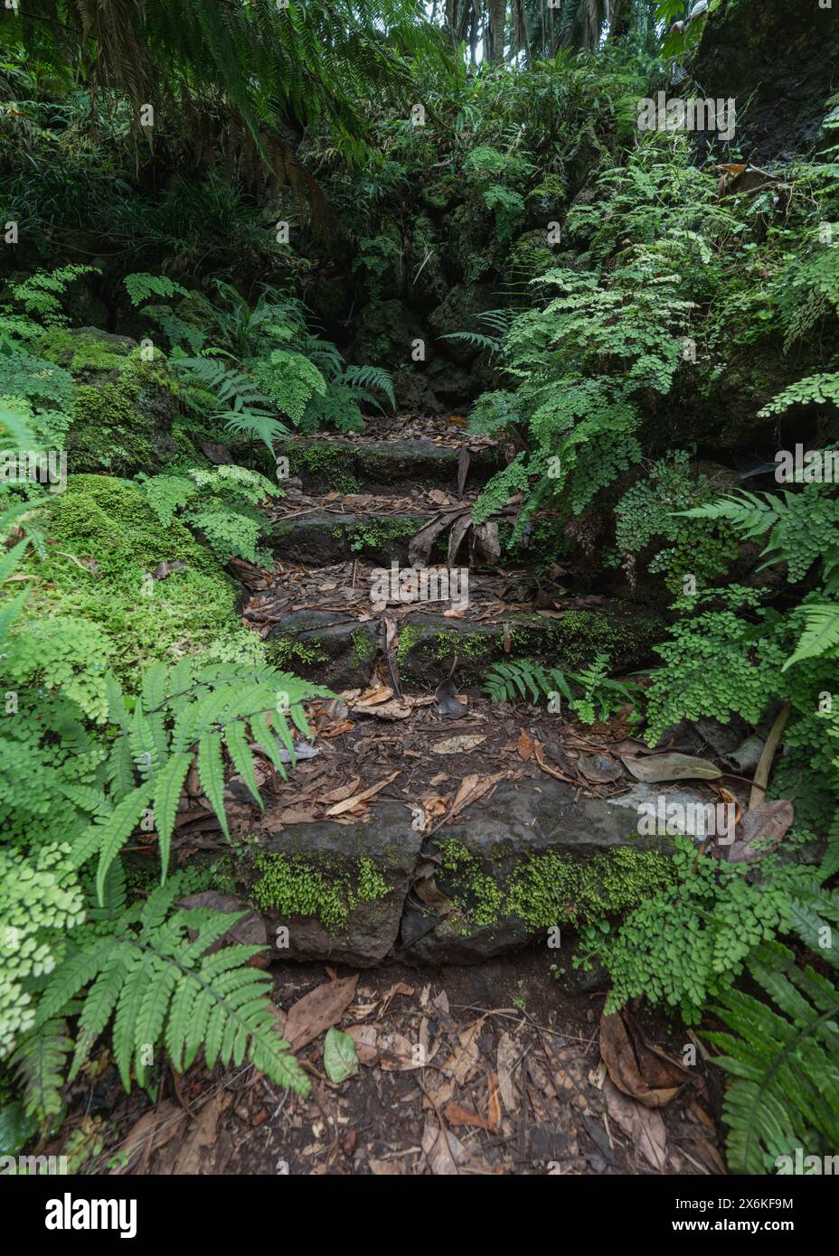 In the Antonio Borges Botanical Garden in Ponta Delgada, Sao Miguel ...