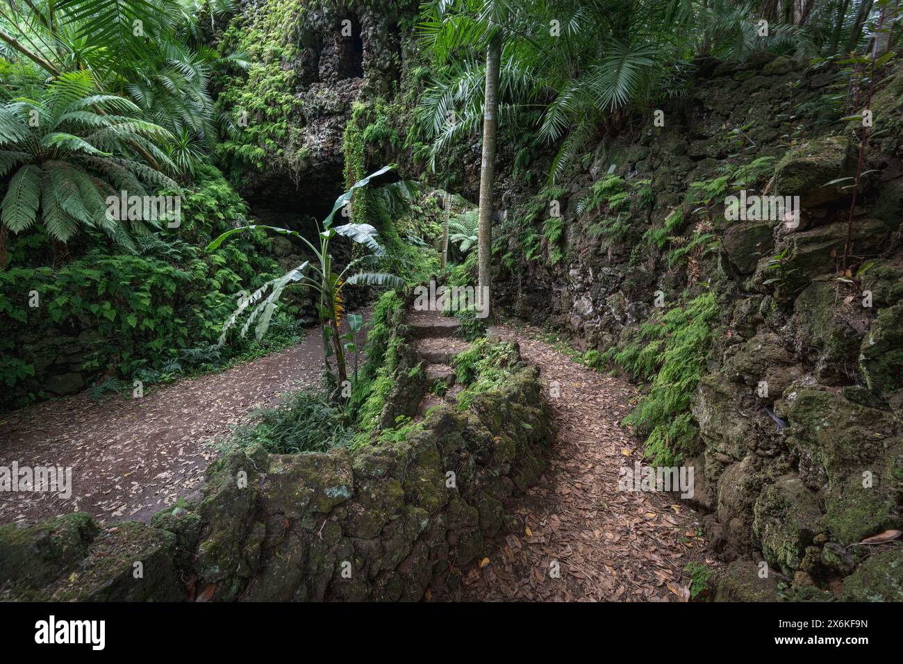 In the Antonio Borges Botanical Garden in Ponta Delgada, Sao Miguel ...