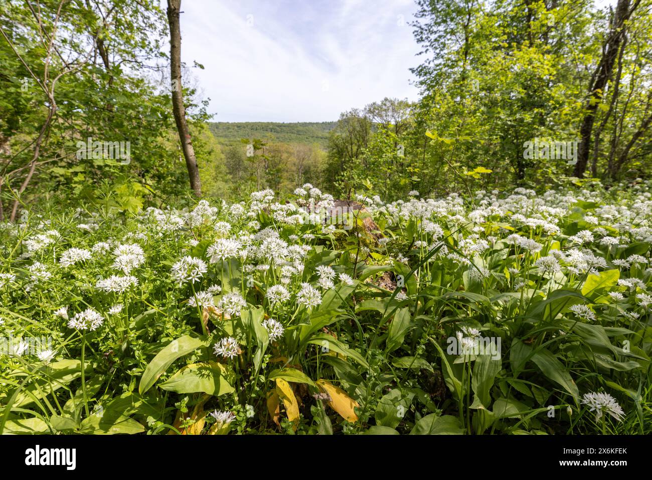 Frankenberg castle hi-res stock photography and images - Alamy