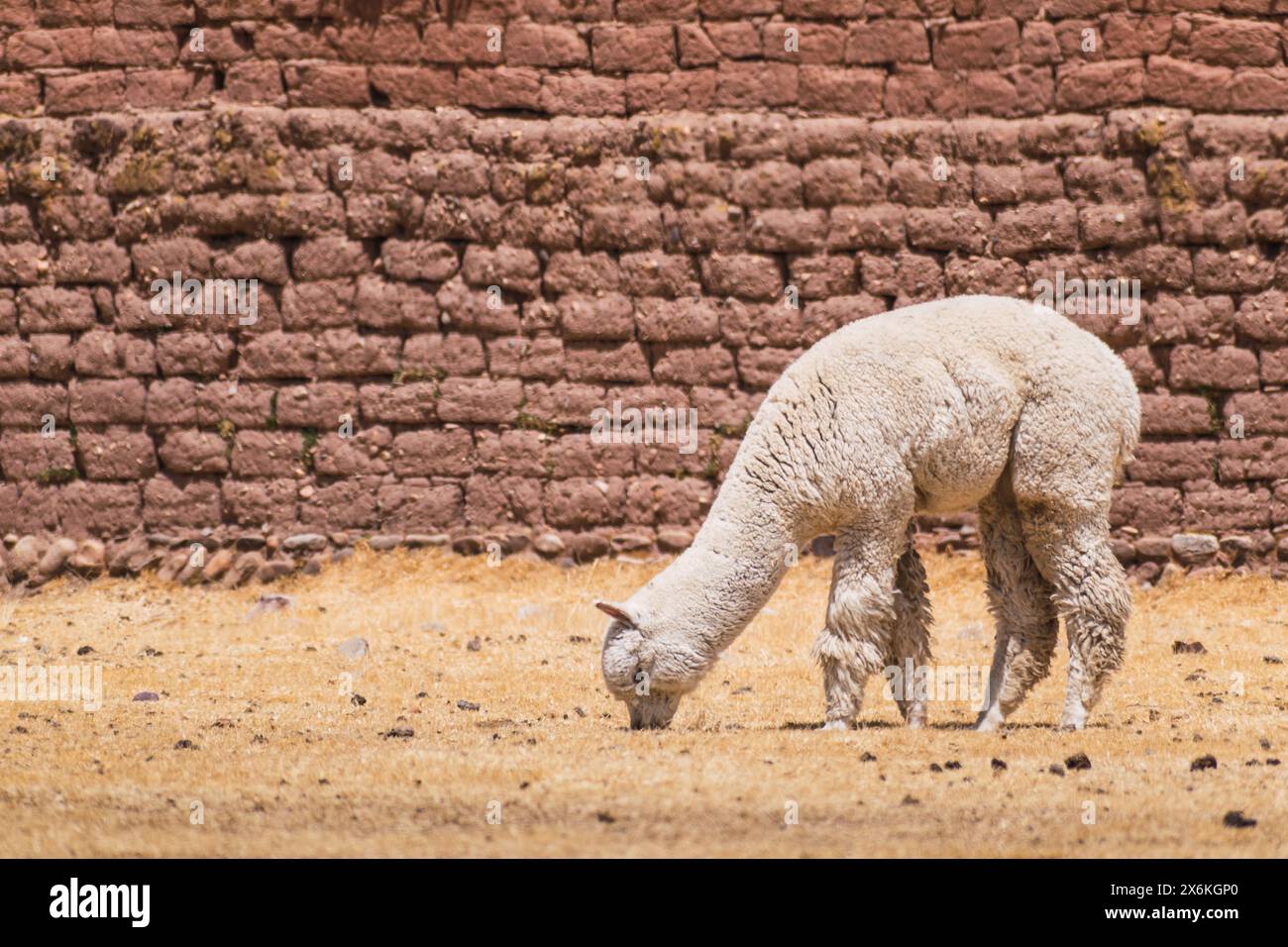 white colored alpacas grazing on a sunny day surrounded by yellow ...
