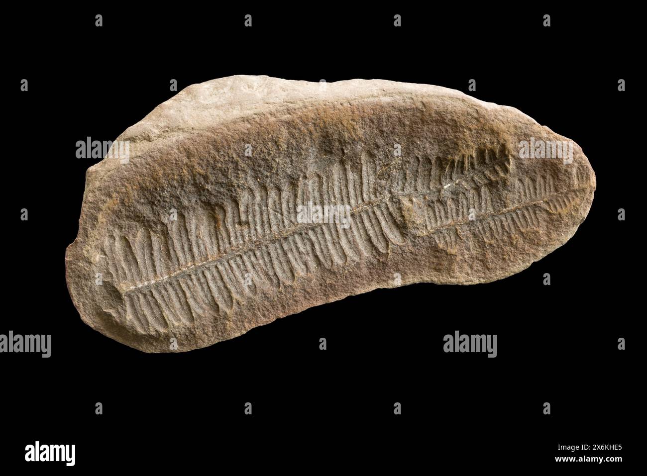 fern fossil imprint isolated on black background Stock Photo - Alamy