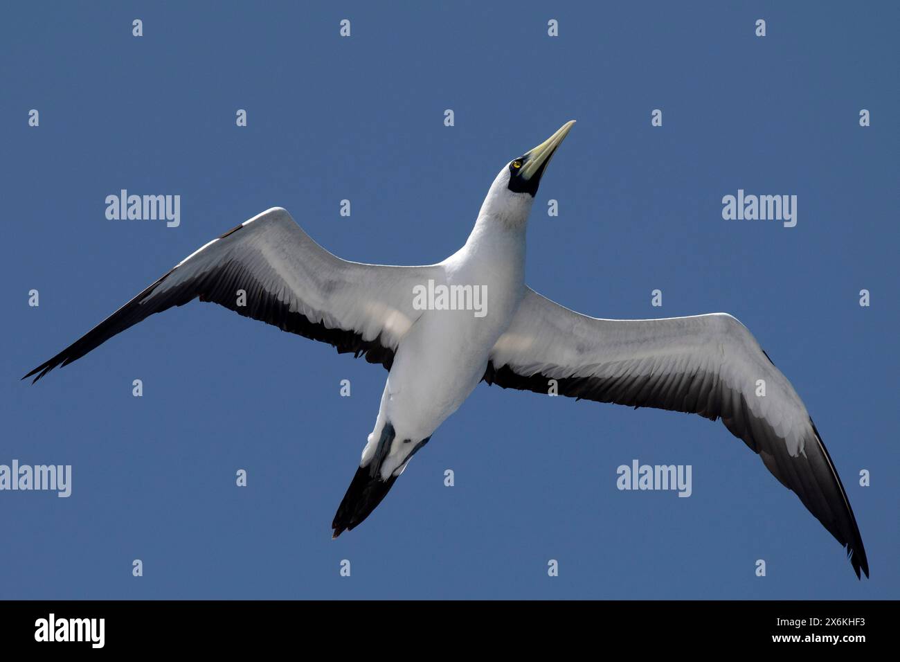 Masked Gannet bird (Sula dactylatra) seen from expedition cruise ship ...