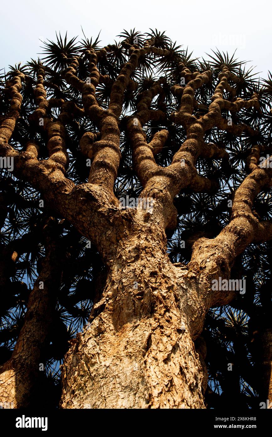 Low angle view of a Socotra dragon's blood tree (Dracaena cinnabari) on ...