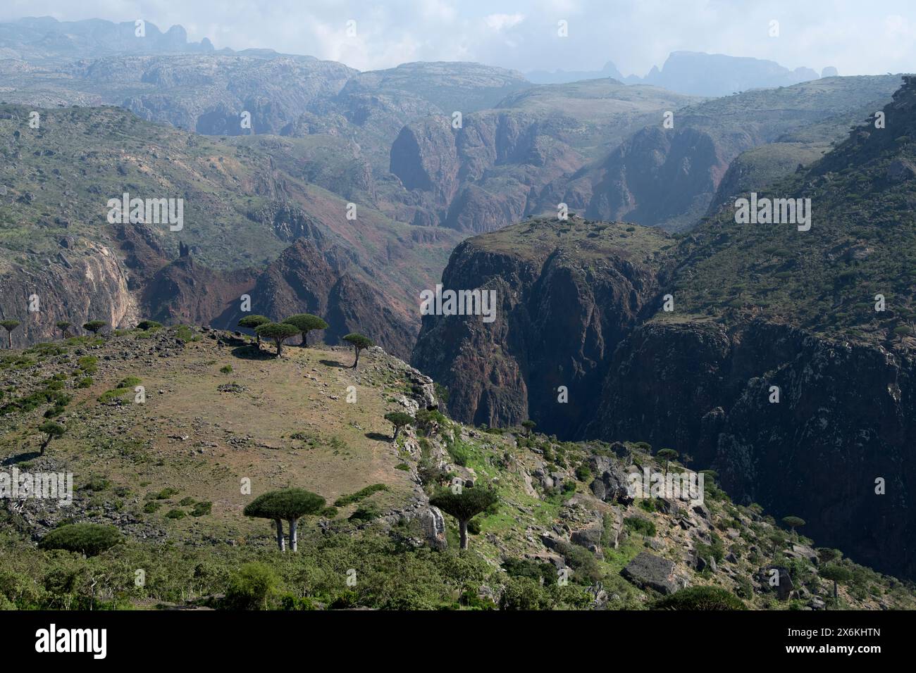 View of Socotra dragon's blood trees (Dracaena cinnabari) on the Diksam ...