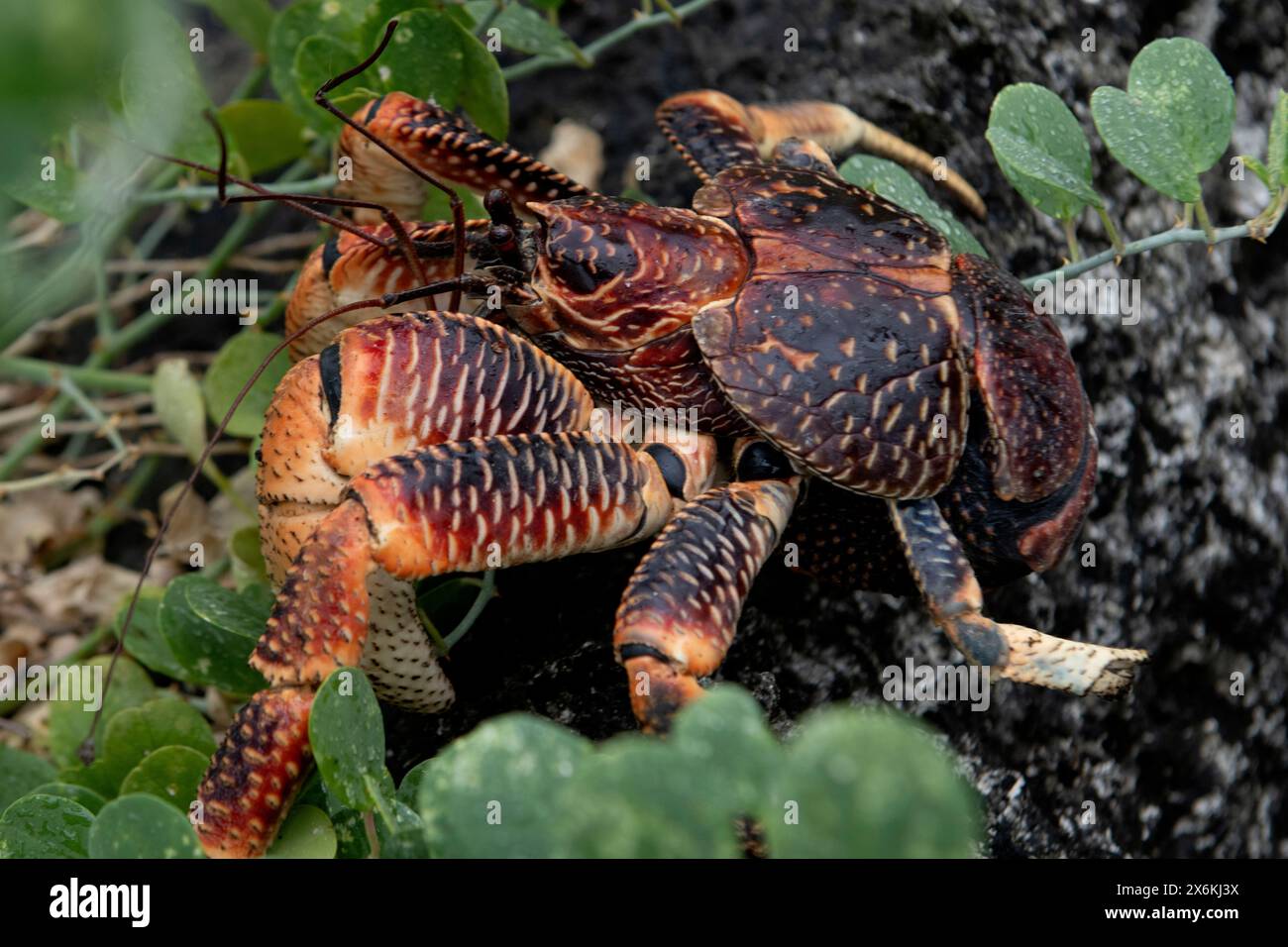 Giant coconut crab (Birgus latro), Aldabra Atoll, Outer Seychelles ...