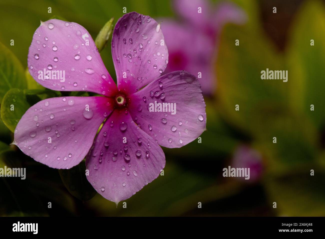 Pink flower with raindrops on petals, Aldabra Atoll, Outer Seychelles ...