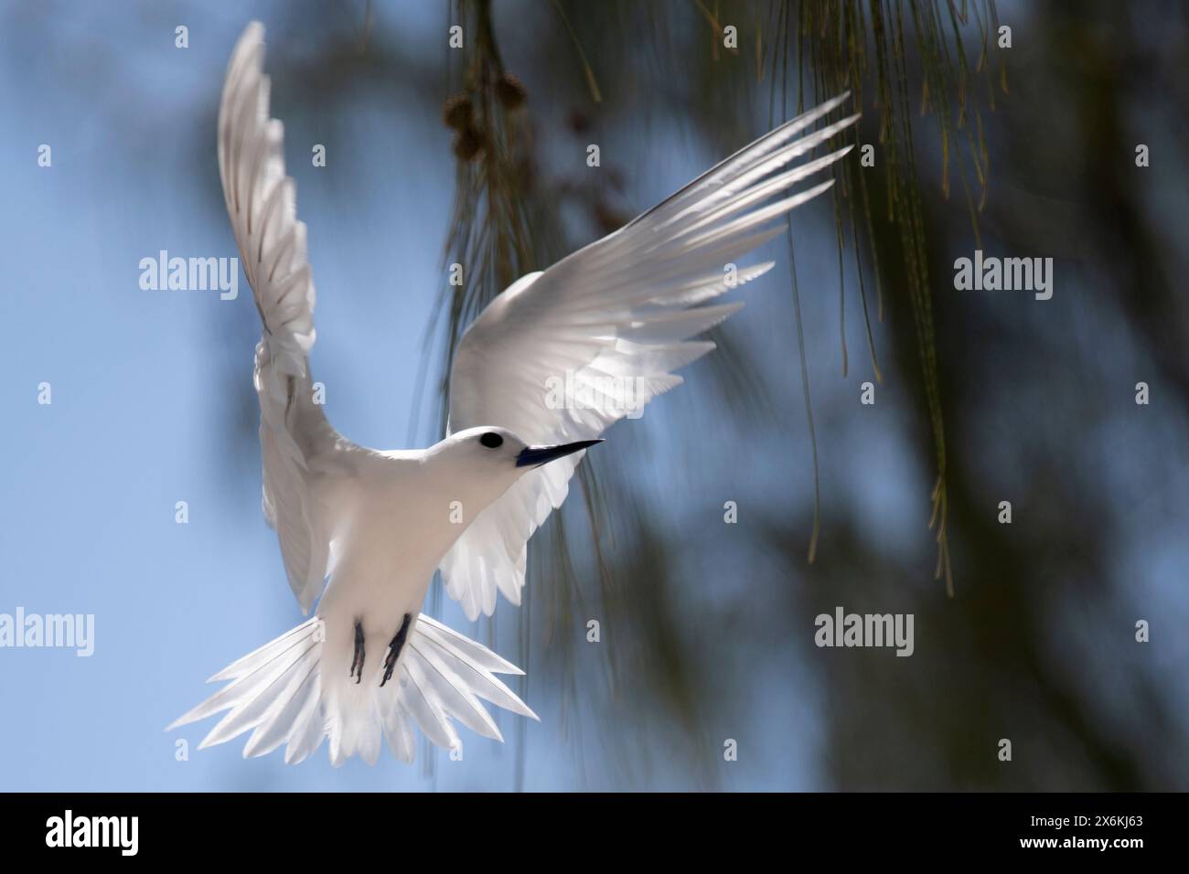 White Tern (Gygis alba) with wings spread, Assumption Island, Outer ...