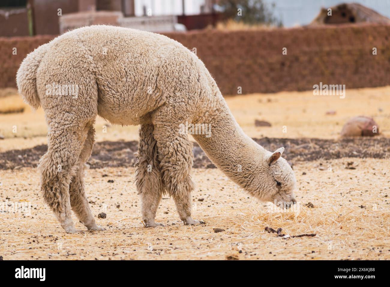 white colored alpacas grazing on a sunny day surrounded by yellow ...