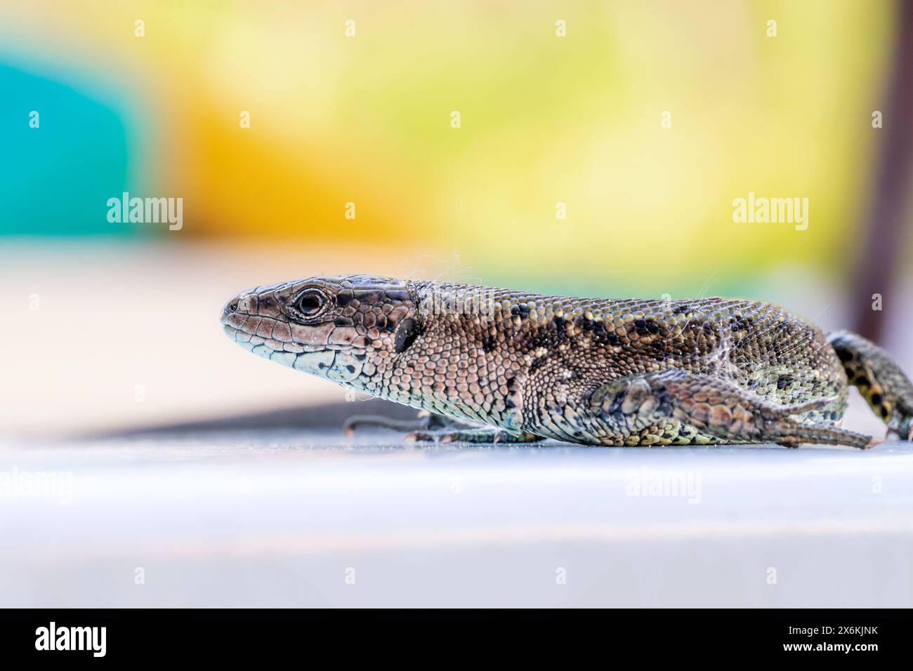 Lizard. Close-up view. Macro Stock Photo - Alamy