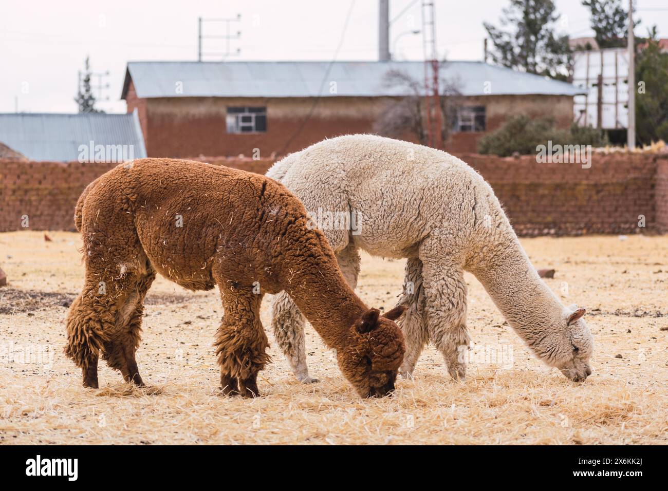 alpacas of white and brown color grazing on a sunny day surrounded by ...