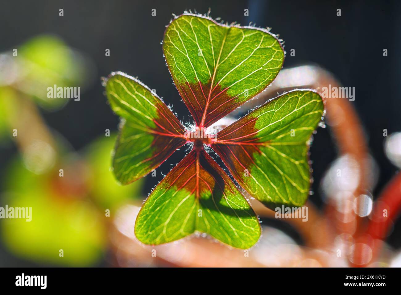 Sunshine four leaf clover hi-res stock photography and images - Alamy