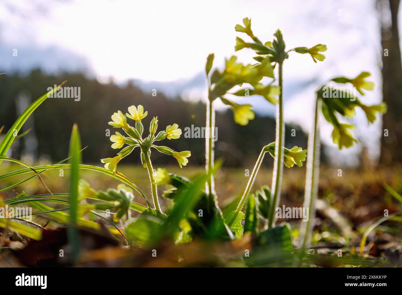 Forest cowslip primula eliator hi-res stock photography and images - Alamy