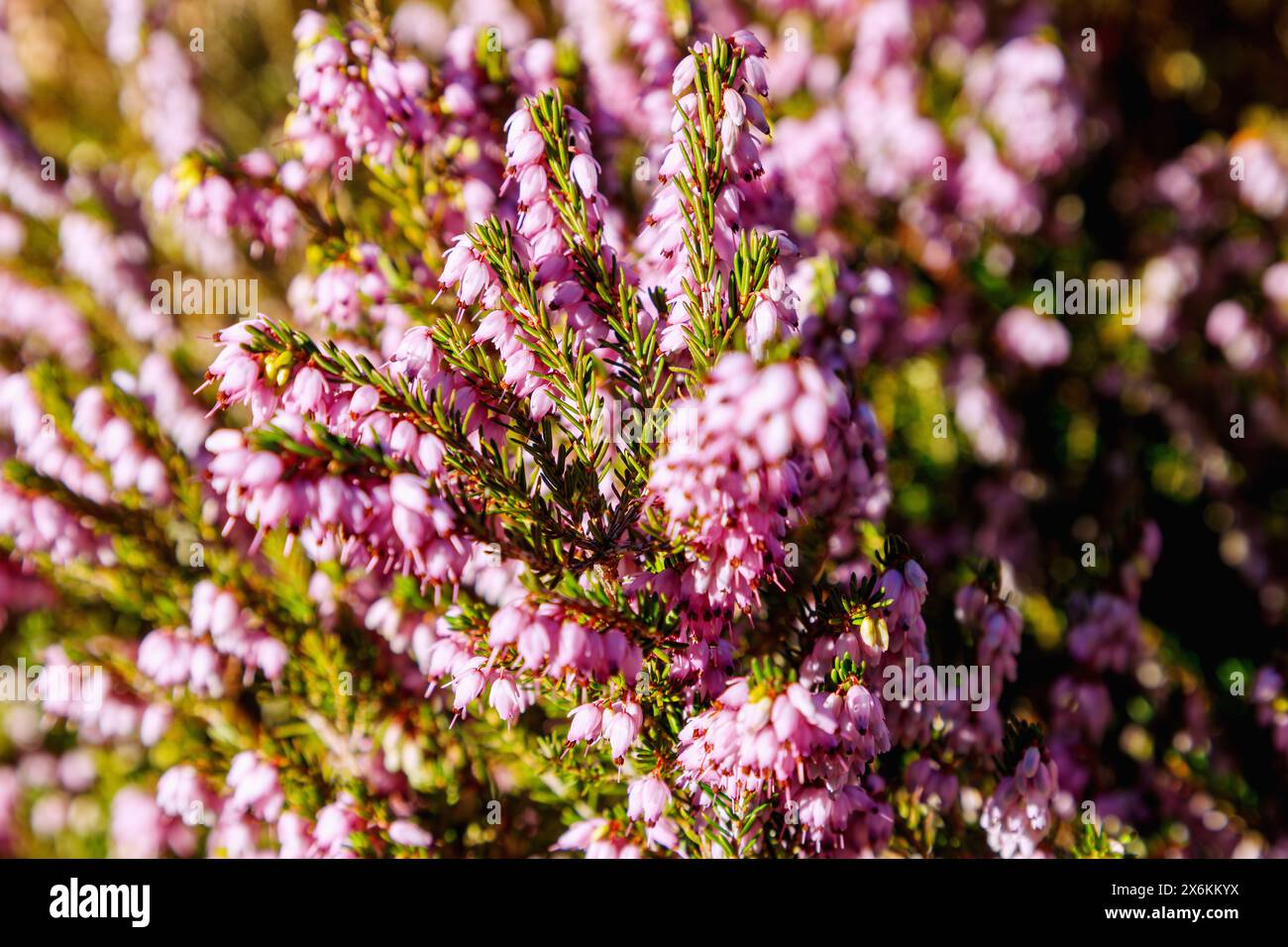 Flowering winter heather (snow heather, Erica carnea, spring heather ...