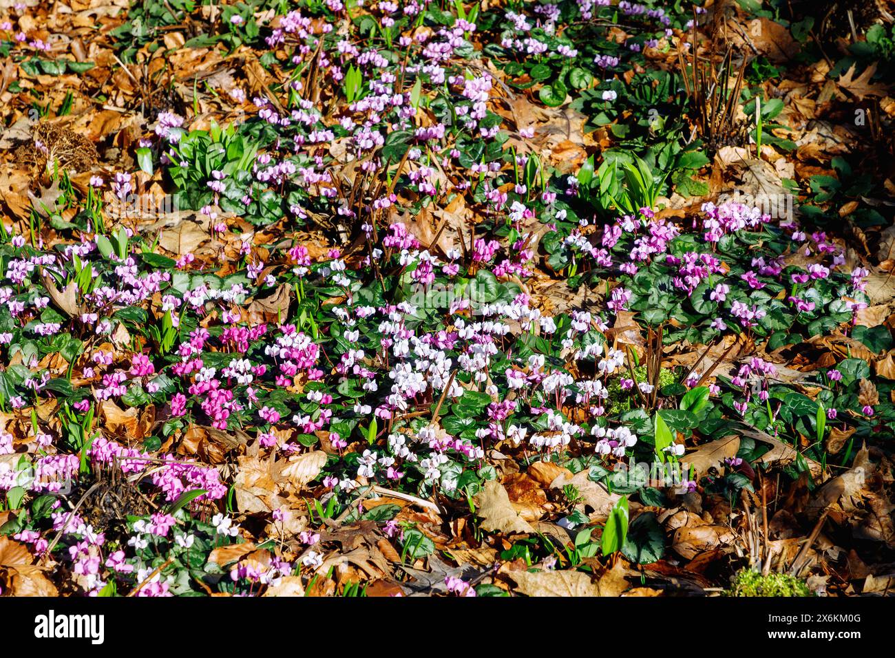 blooming Kos cyclamen (Cyclamen coum) in autumn leaves Stock Photo - Alamy