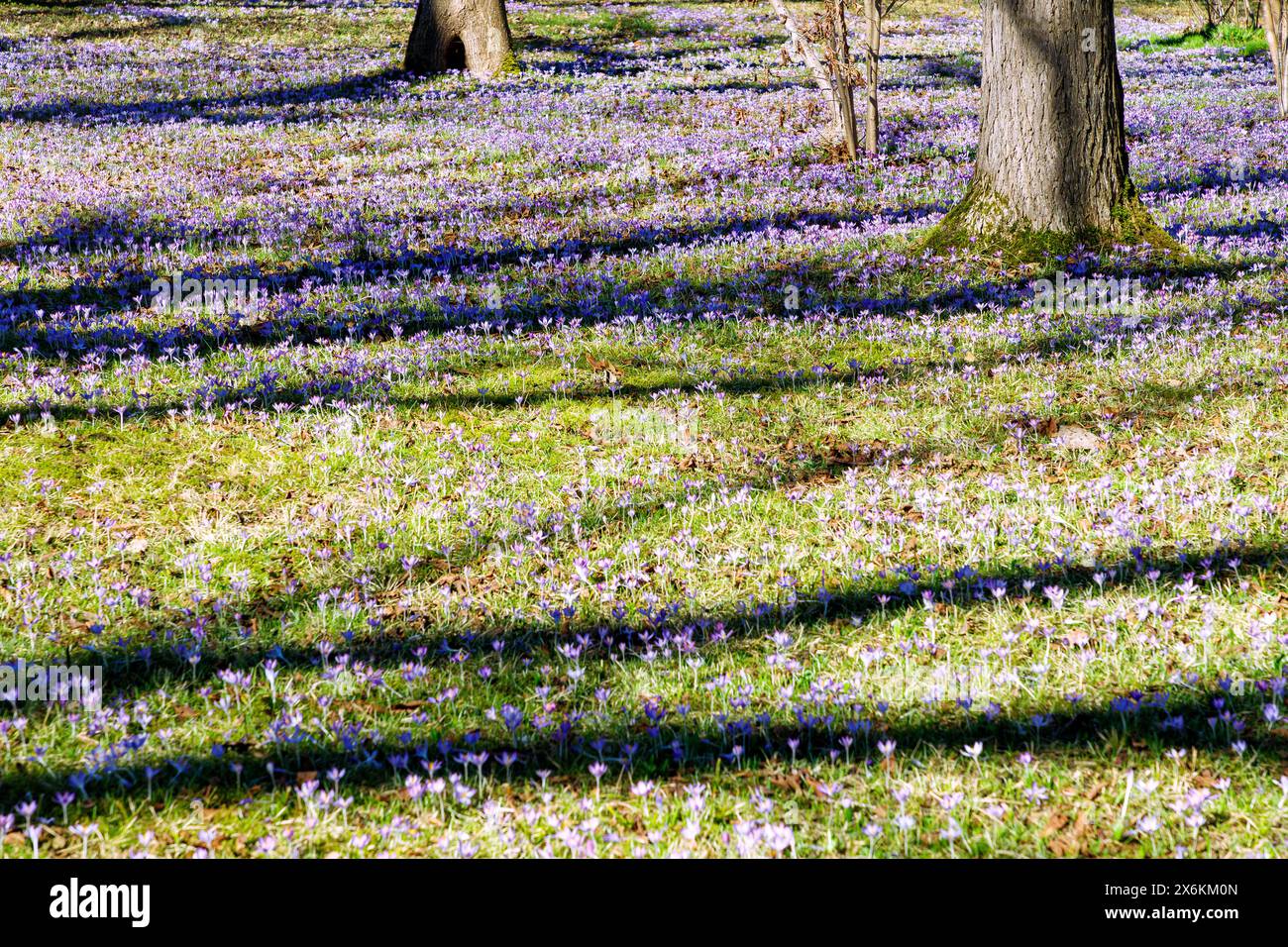 Meadow with blooming Crocus tommasinianus (fairy crocus, Dalmatian ...